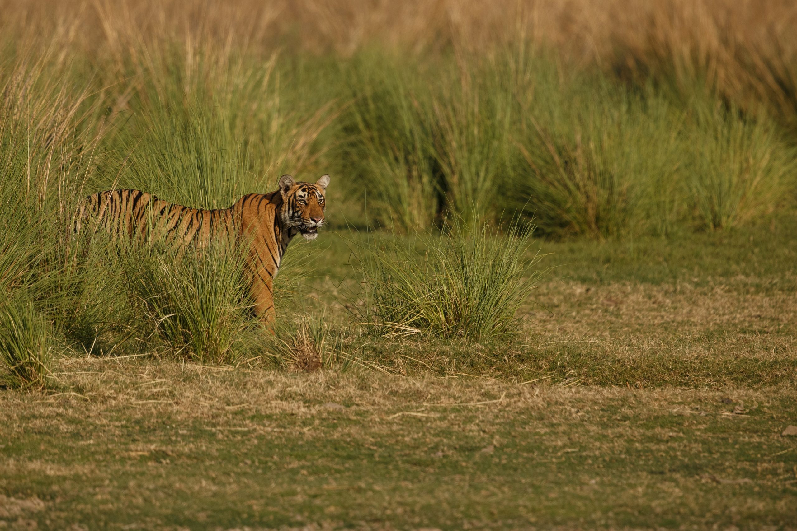 Bengal Tiger Monitoring Technology in India: Top 6 Techniques